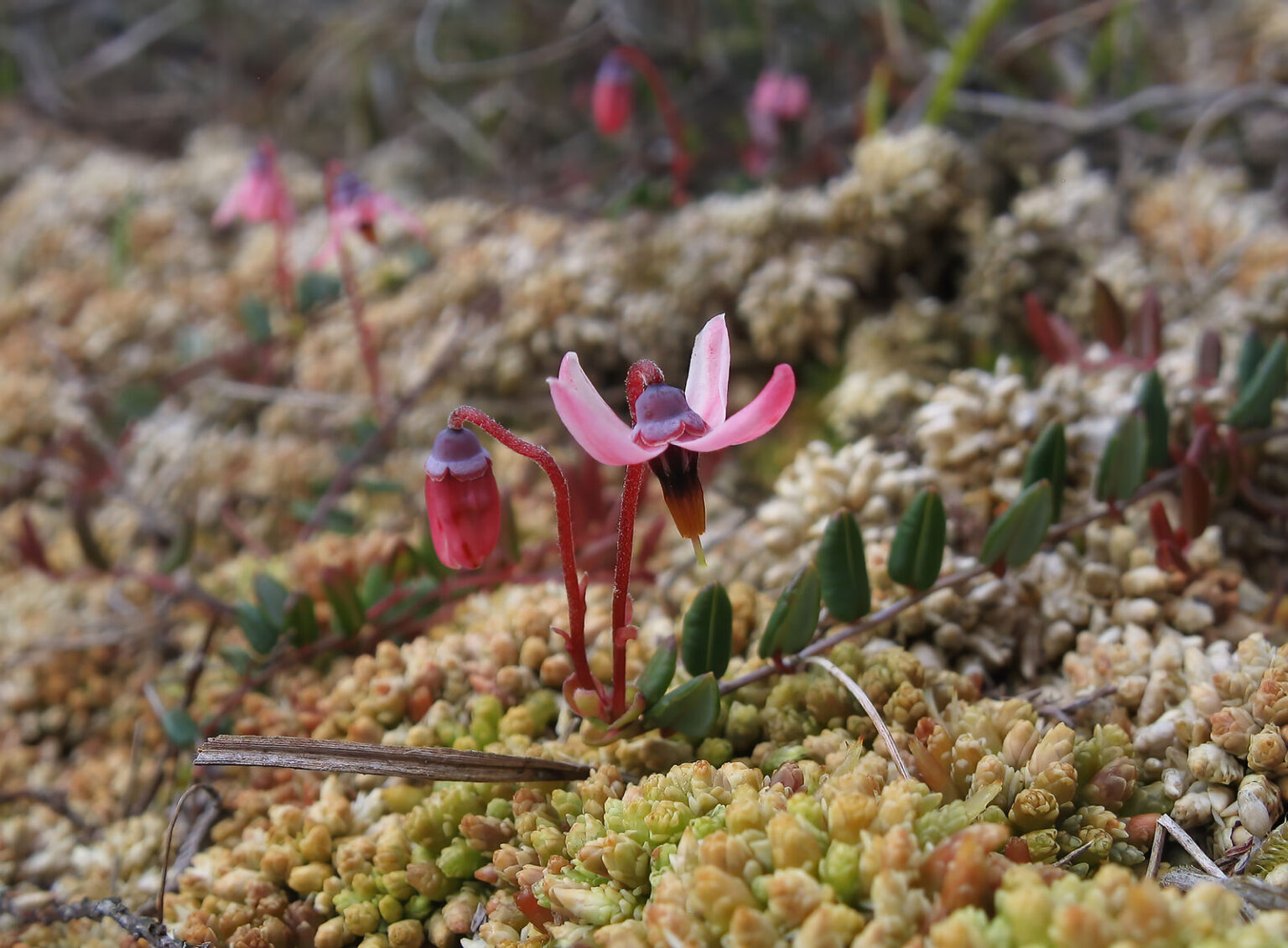 Species - Tarras Valley Nature Reserve