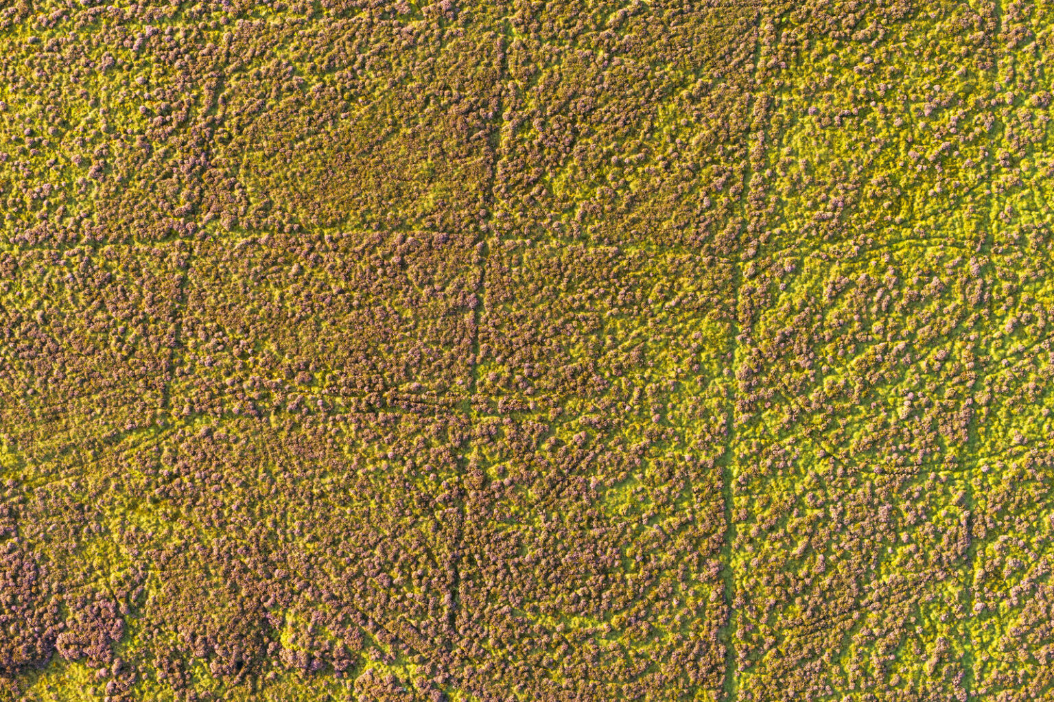 Peatland Restoration - Tarras Valley Nature Reserve