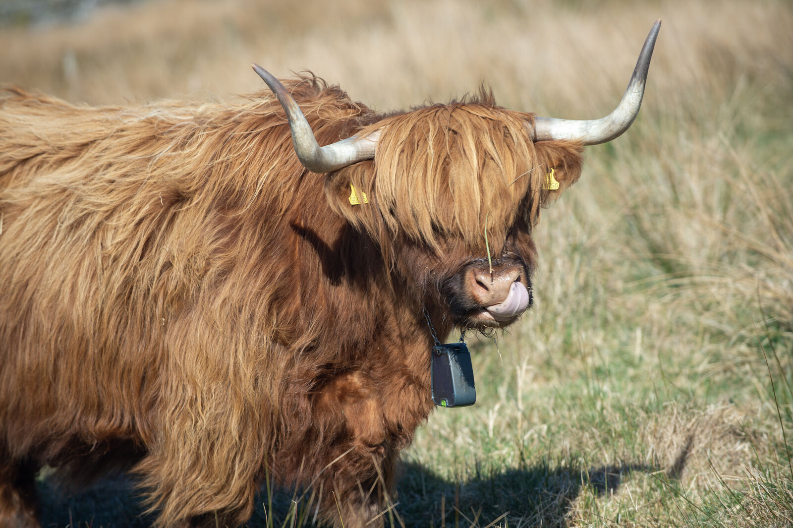 Highland Cows and Fell Ponies arrive on Tarras Valley! - Tarras Valley ...